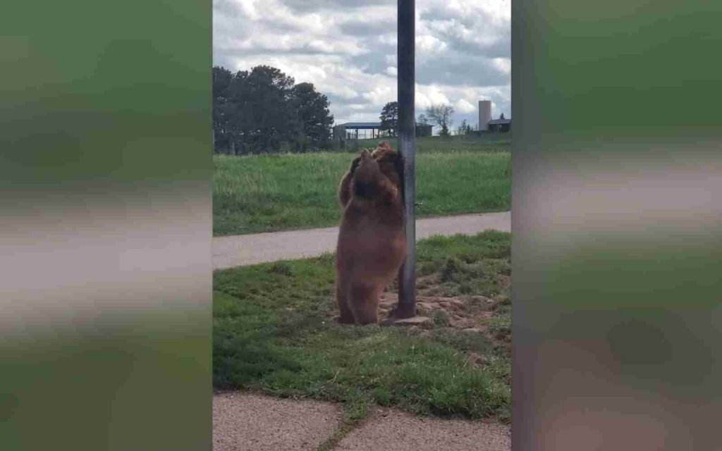 ¡Vaya flow tiene este oso! (Video) - Noticias251