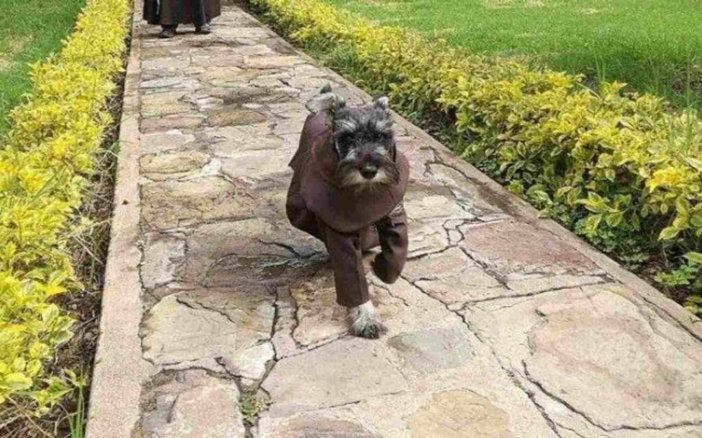 “Fray Bigotón”, el perro que se robó el corazón de miles - Noticias251